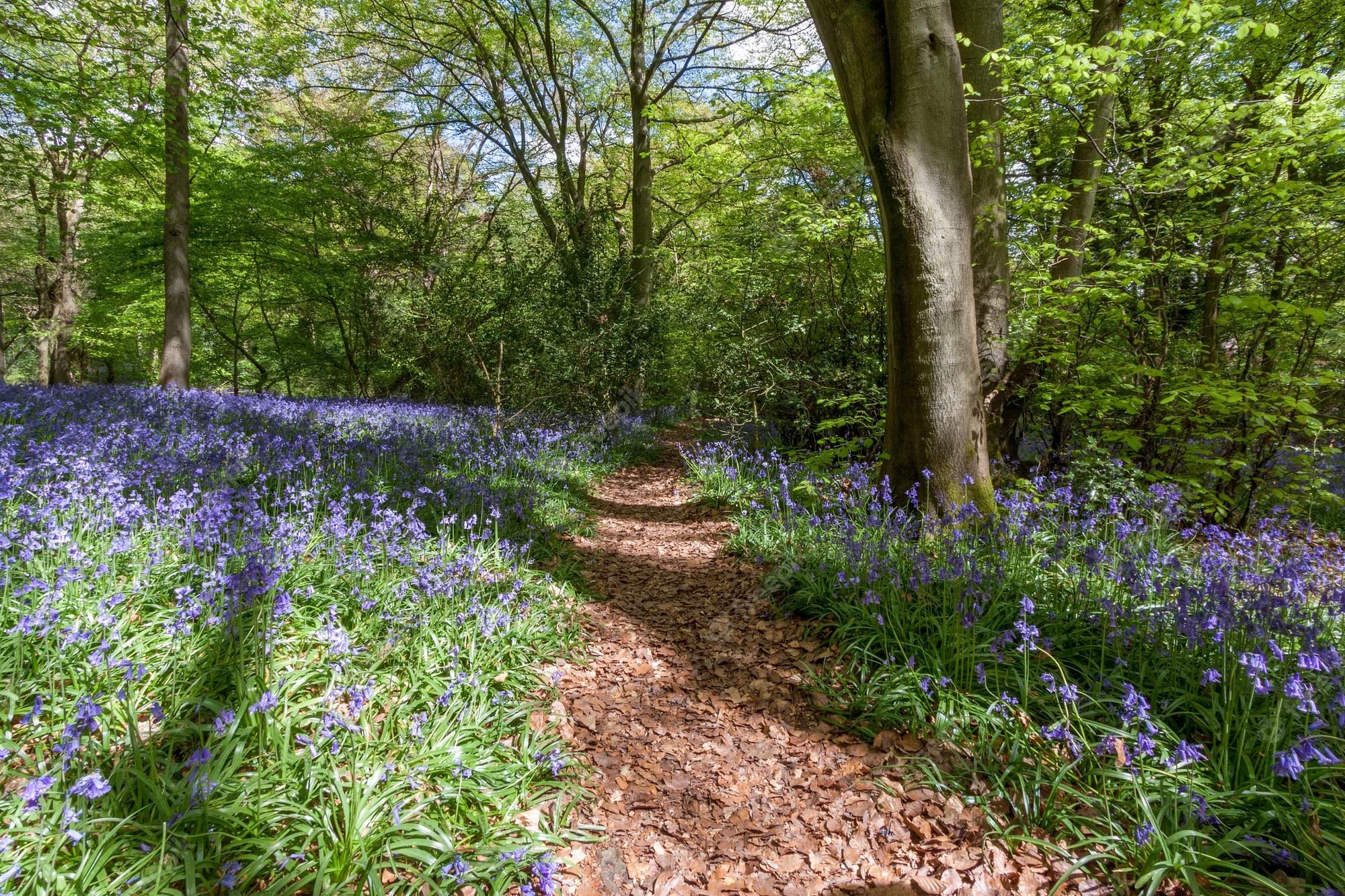 Bluebell Woods e-bike Tour - Country Hire and Go