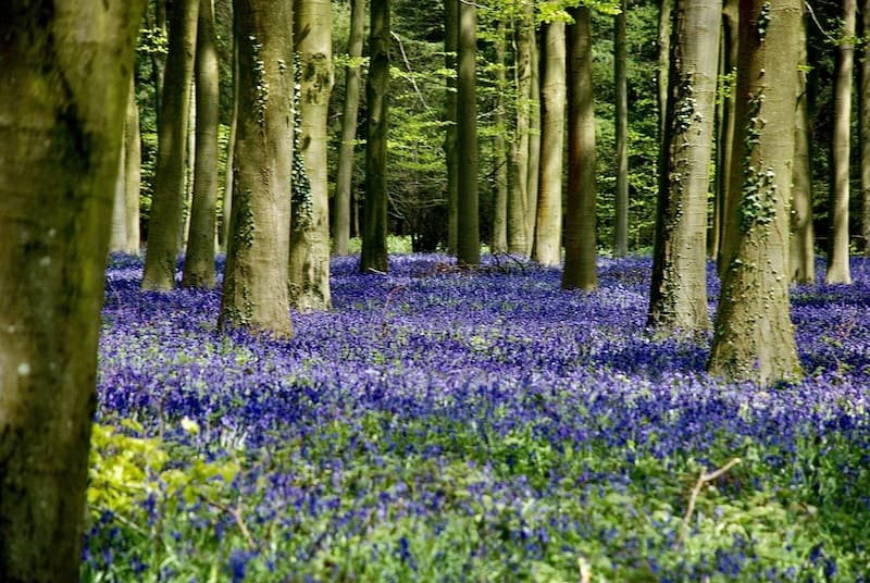 Bluebell Woods e-bike Tour - Country Hire and Go
